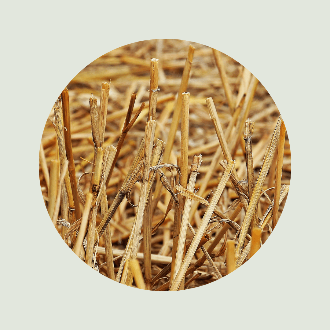 Paillage pour jardin : quel est le meilleur paillis et comment l'utiliser